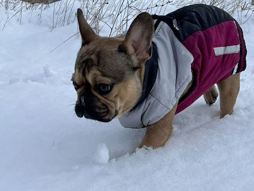 Французский бульдог