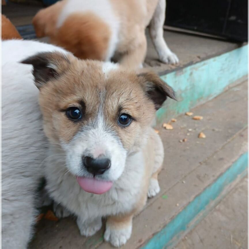 Вельш Корги Кардиган, щенок