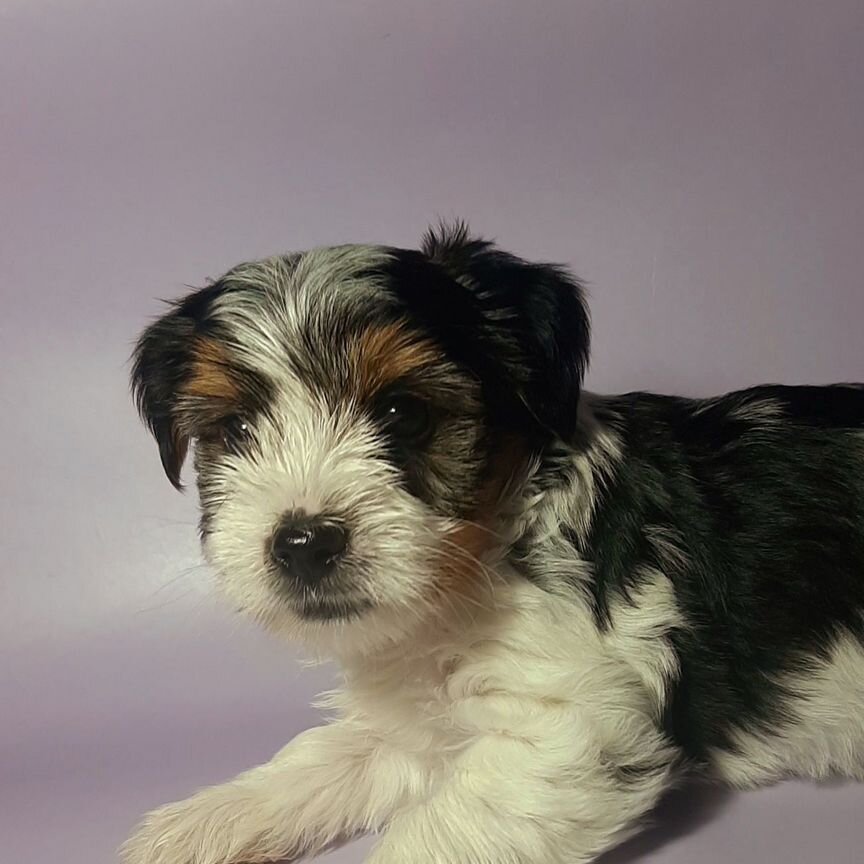 Мальчишка биверенок