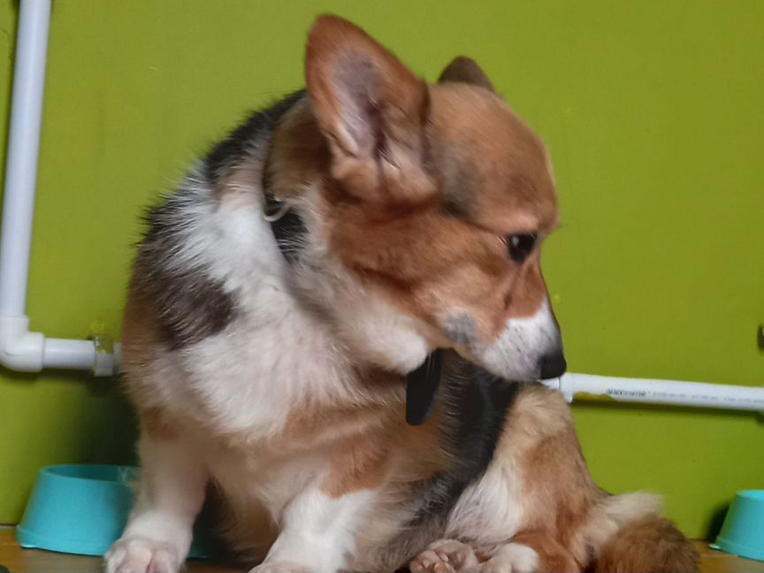 Вельш-корги пемброк девочка