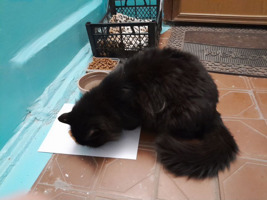 Кот Лаки