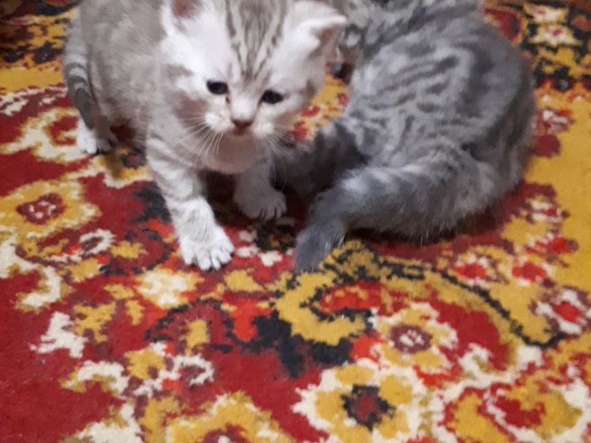Британские котята