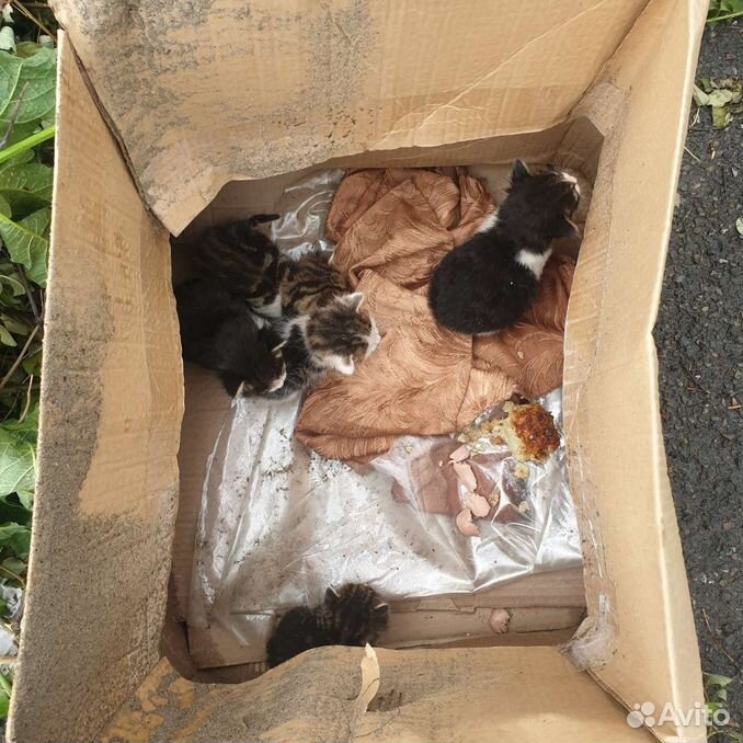 Котята с мусорки