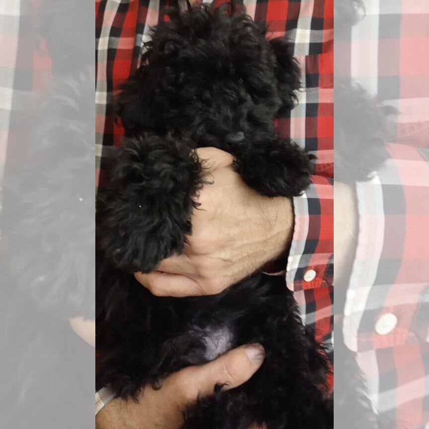 Пудель, щенок