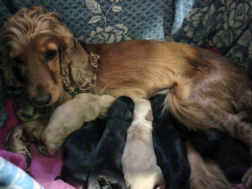 Англиский кокер спаниель