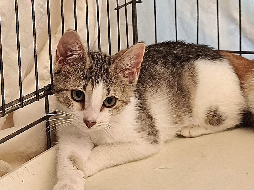 Котенок Белочка в добрые руки