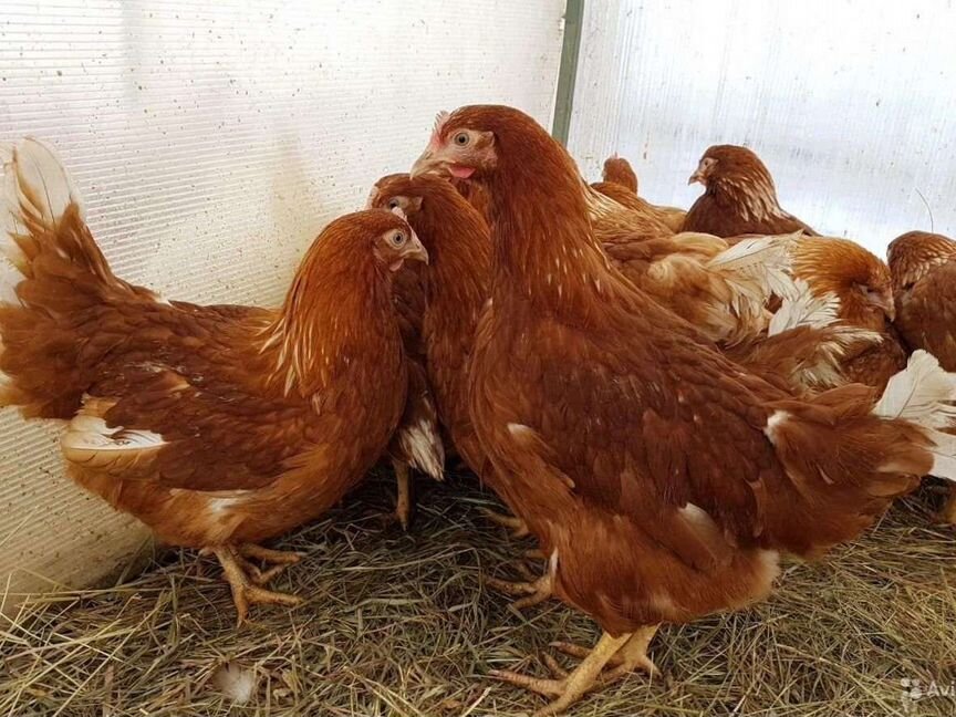 Куры молодки несушки