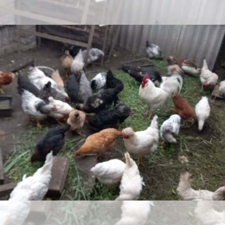 Курочки несущки