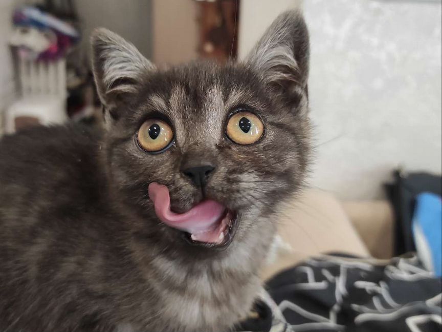 Котенок британский