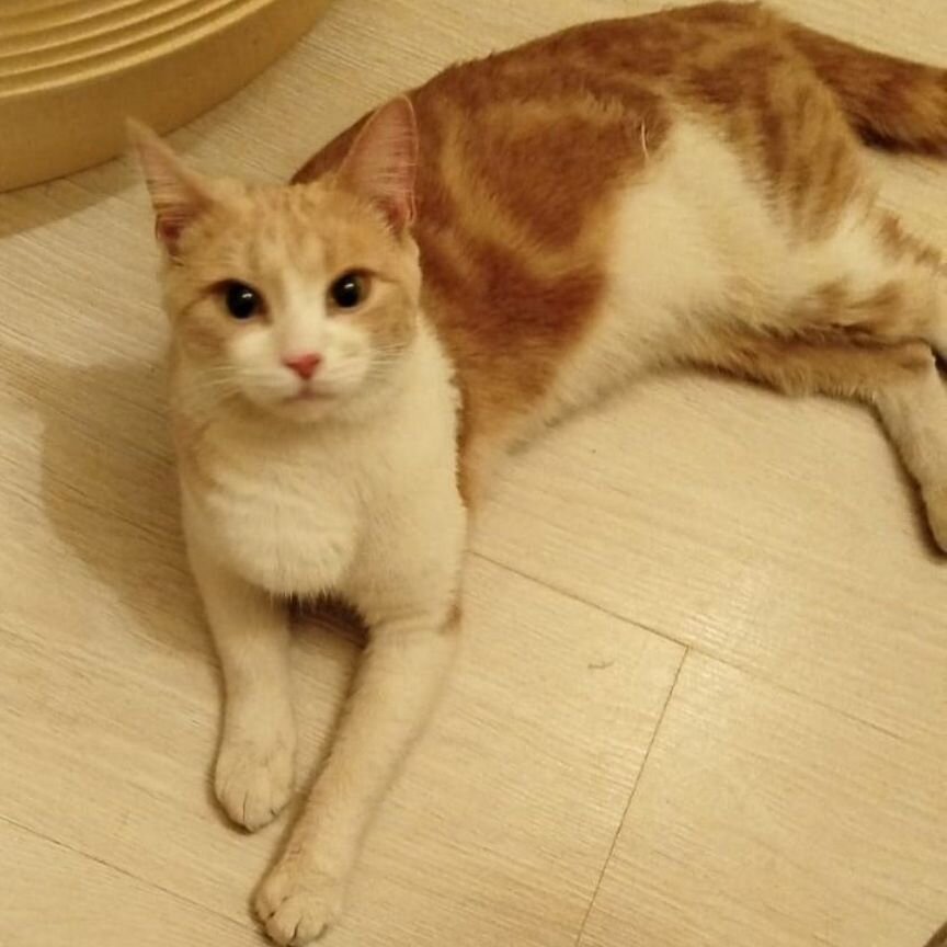Кошечка ласкучая