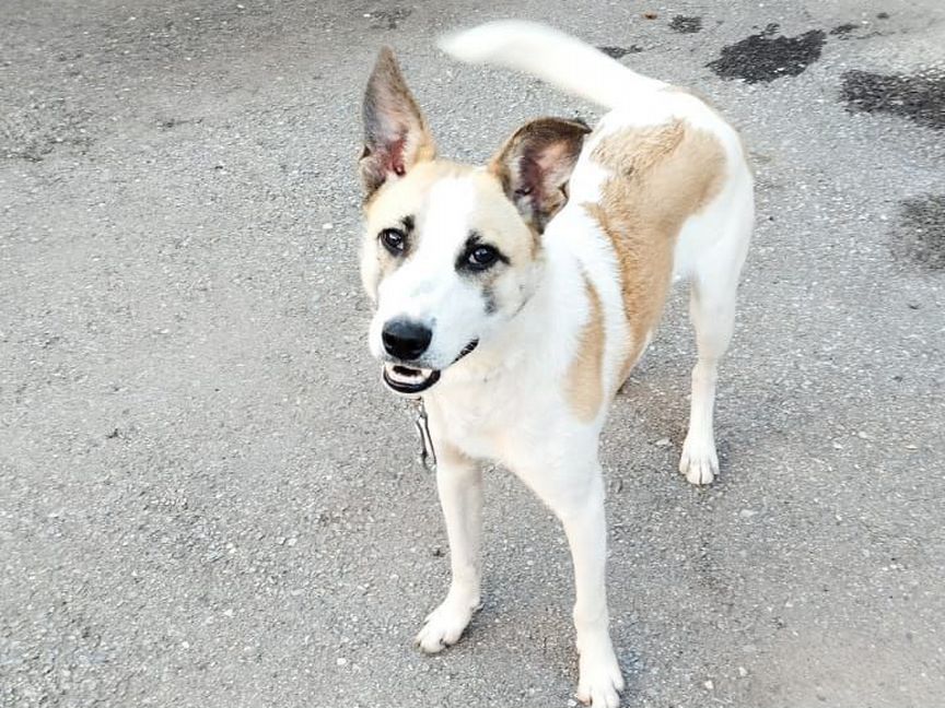 Его зовут Тобик