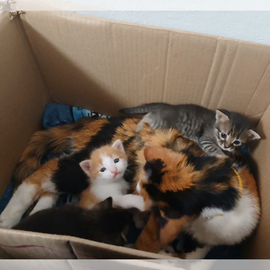 Котятки-тигрятки