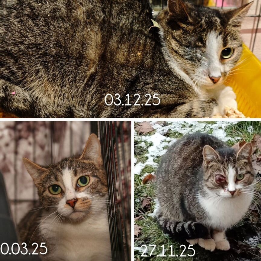 Взрослая кошка в добрые руки