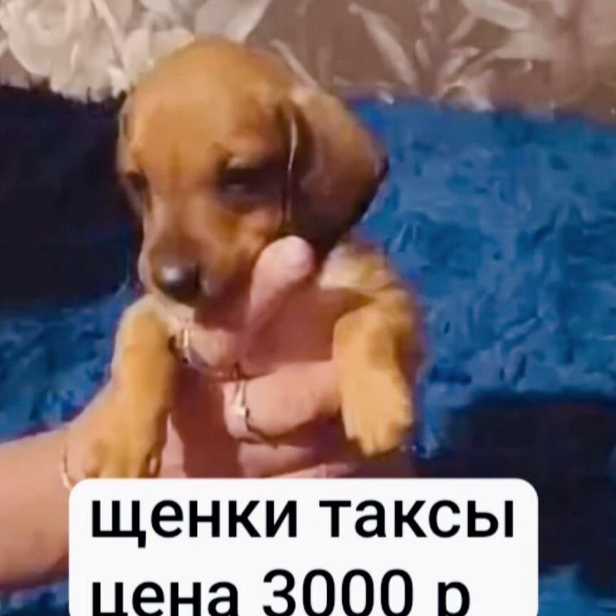 Щенок в добрые руки