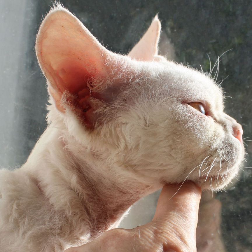 Белый котик