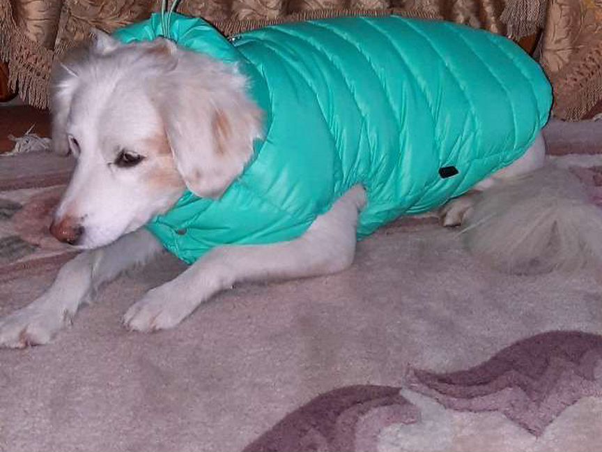 Puppy angel пуховая жилетка 50см новая