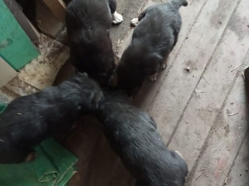 Щенки овчарки и крупного дворянина