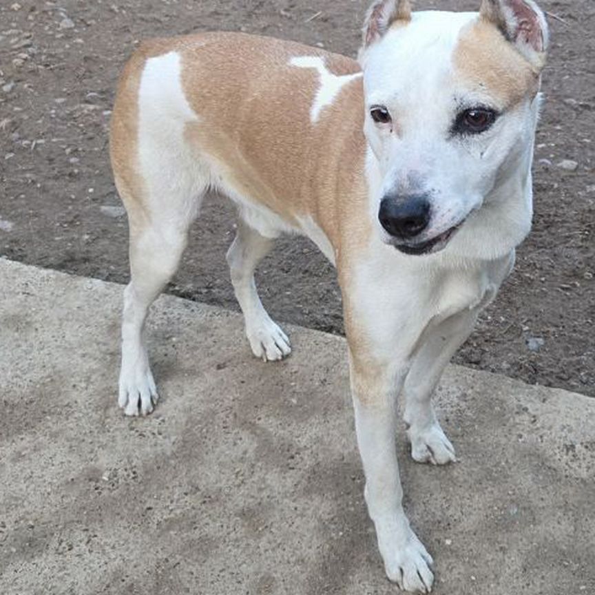 Взрослый пёс в добрые руки