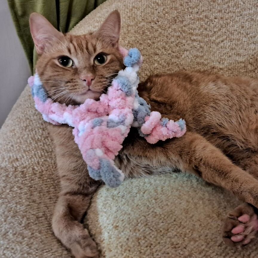 Взрослая кошка в добрые руки