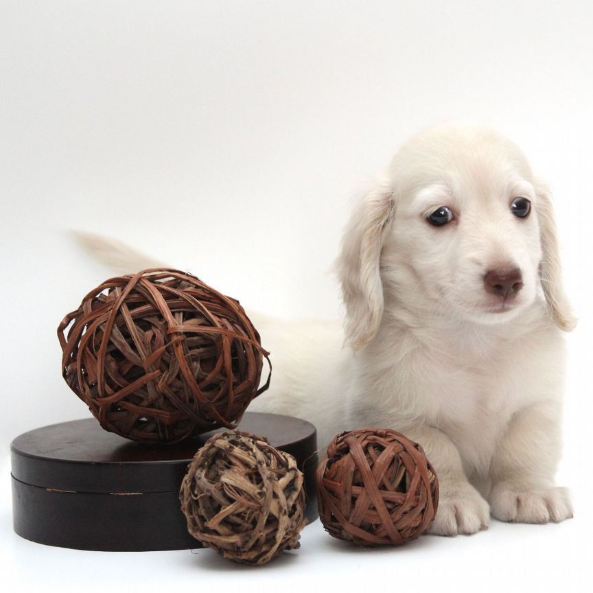 Карликовая такса, щенок