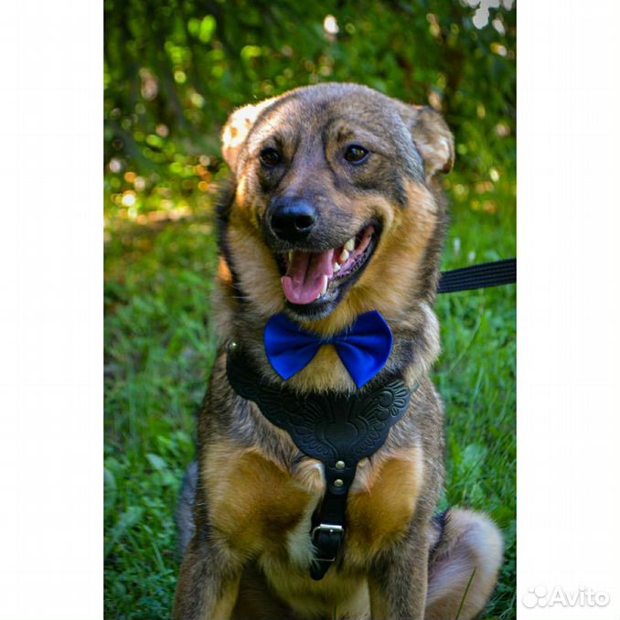 Собака кобель 1 год