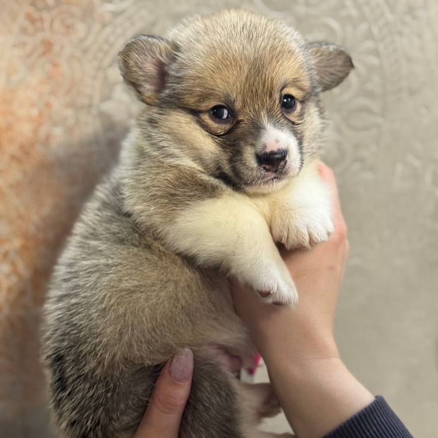 Вельш Корги Пемброк, щенок