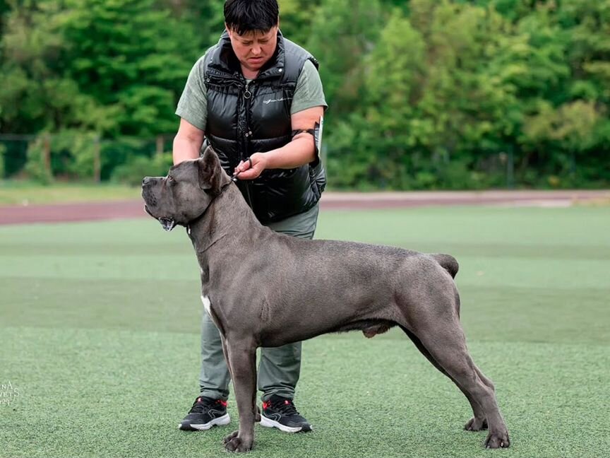 Кане Корсо кобель вязка