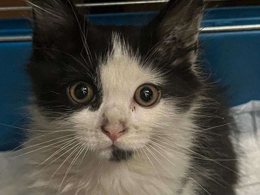 Маленький спасенный котенок из под колёс машин