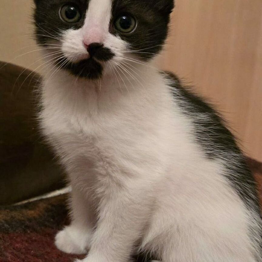 Котик кот 1,5 месяца