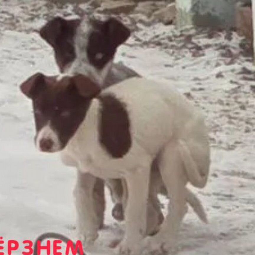 Щенок в добрые руки