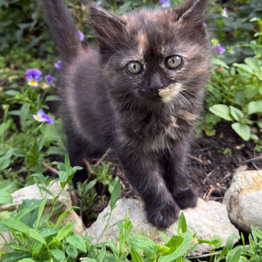 Котёнок в добрые руки