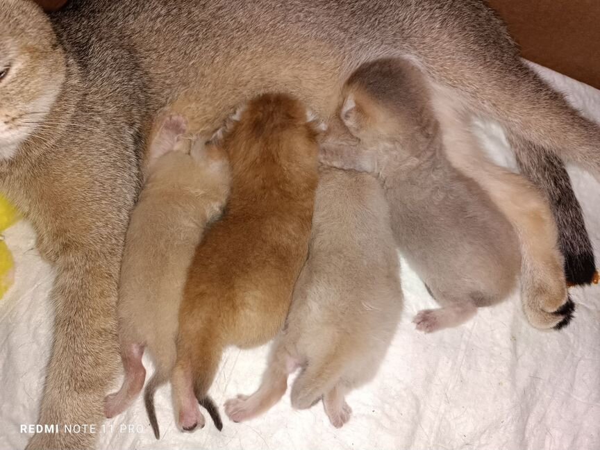 Котята клубные бронирование