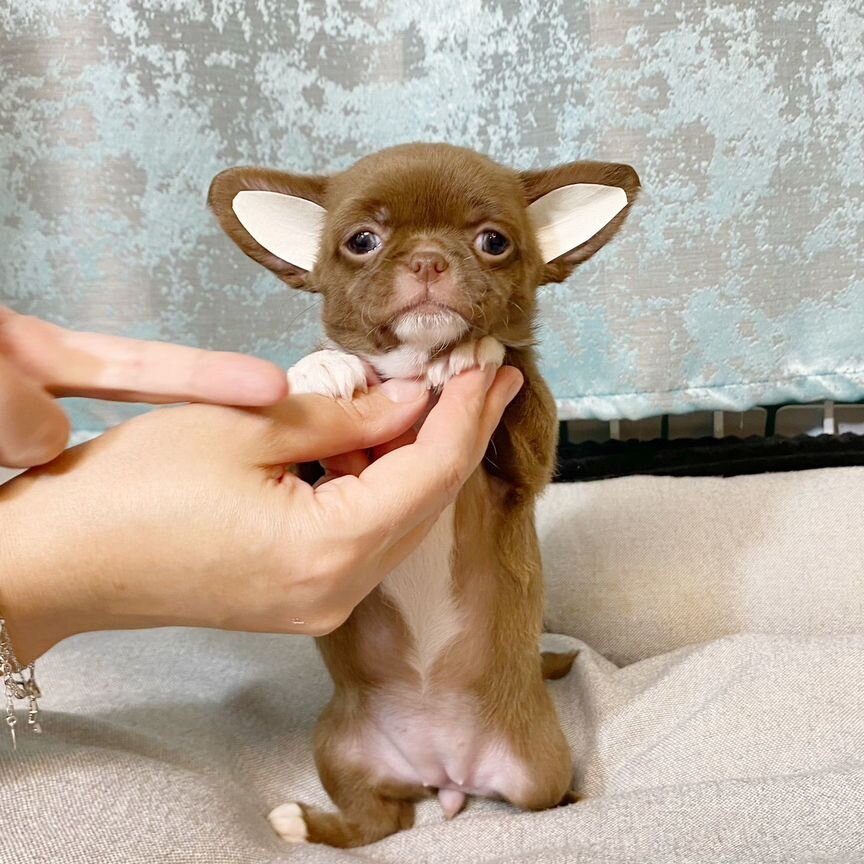 Щенки чихуахуа