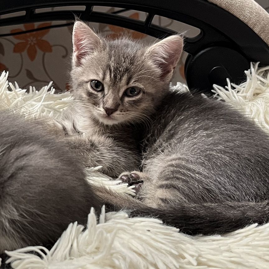 Котёнок в добрые руки, девочка