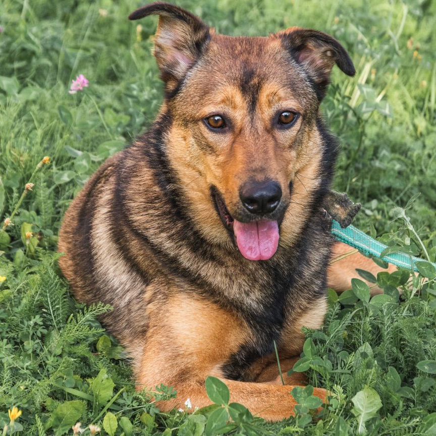 Собака в добрые руки отдам бесплатно