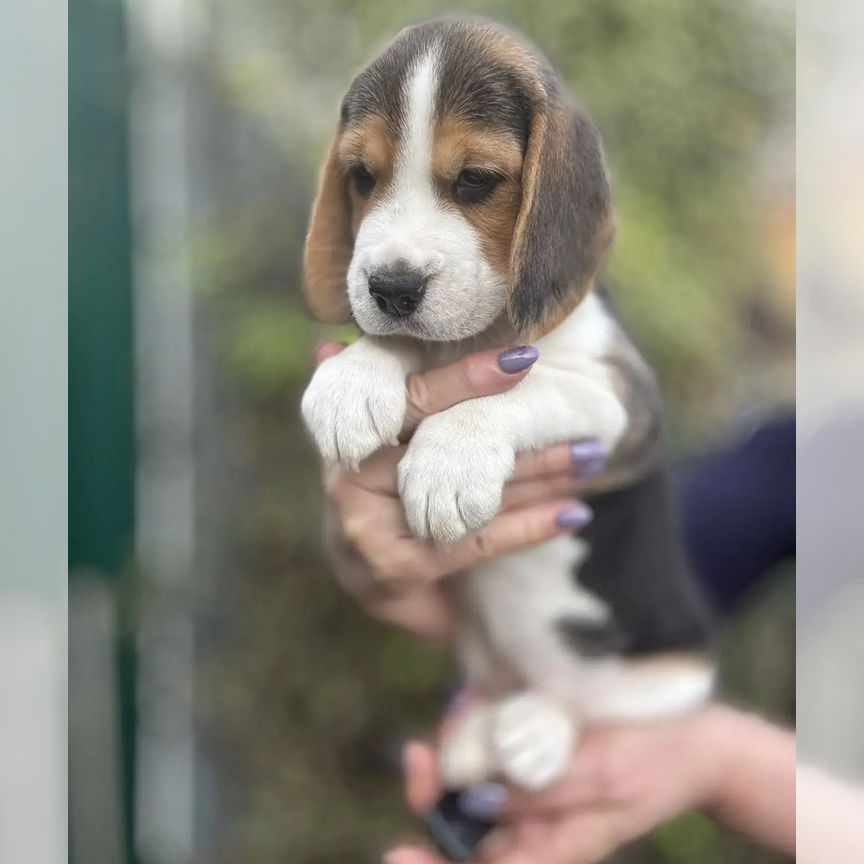 Бигль, щенок