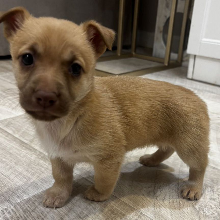 Щенок в добрые руки