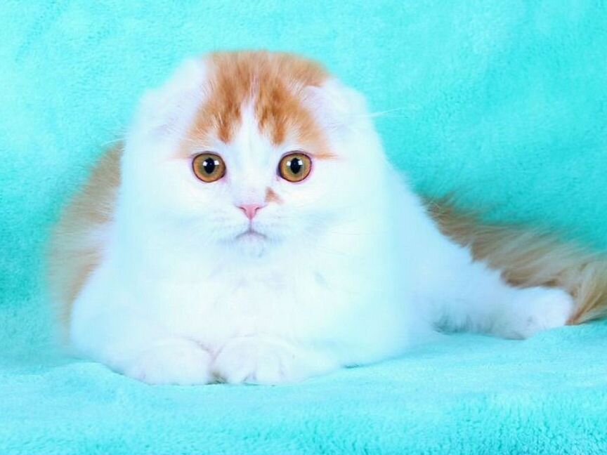 Шотландский вислоухий котик