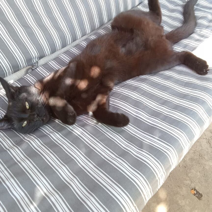 Кошка изящная стерильная красавица