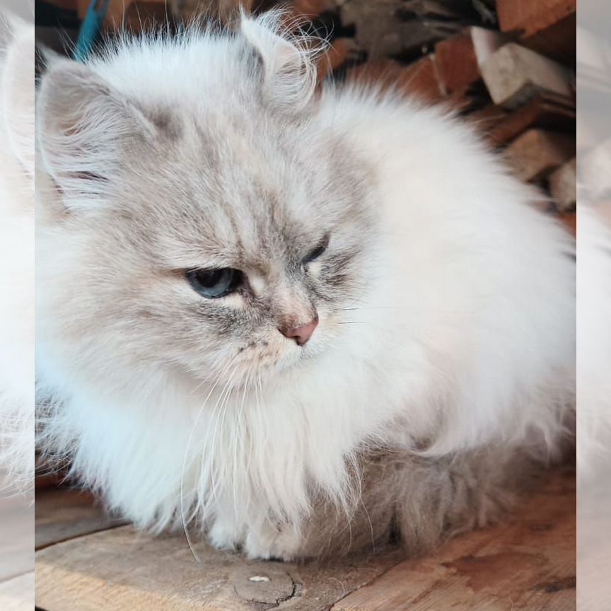 Невская маскарадная кошка, взрослая