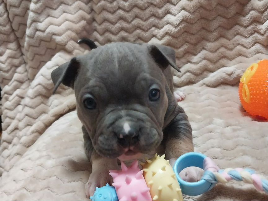 Американский булли (American bully)