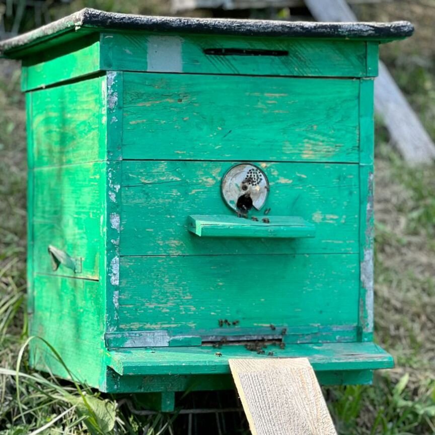 Пчелы и улья