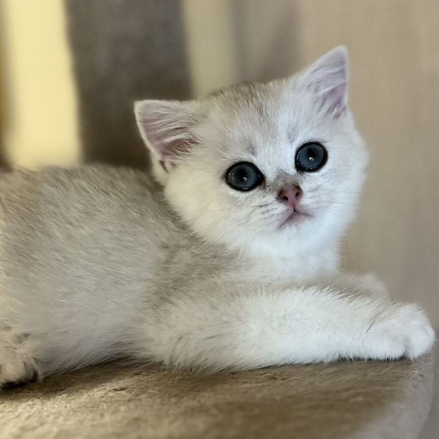 Британский короткошёрстный котёнок