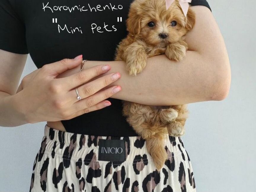 Мальтипу F1 mini мал/дев
