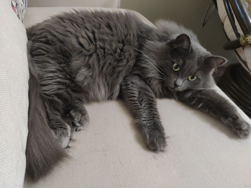 Кот отдам бесплатно