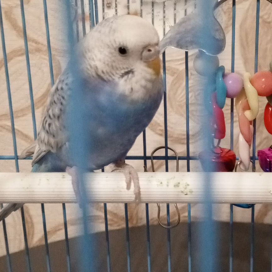 Волнистый попугай