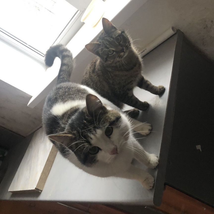 Отдам в добрые руки котиков