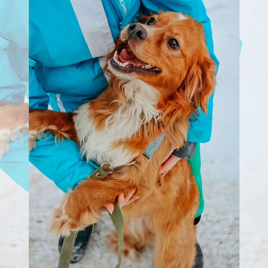 Взрослый пёс в добрые руки