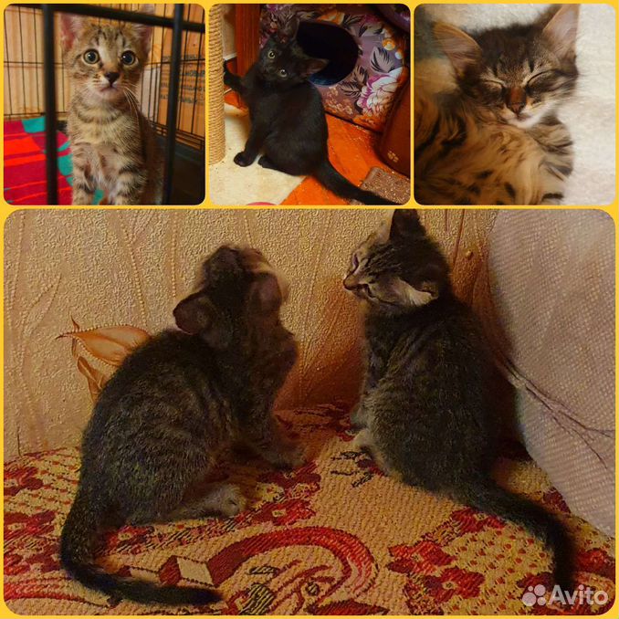 Котята счастливые случайности озорные и ручные