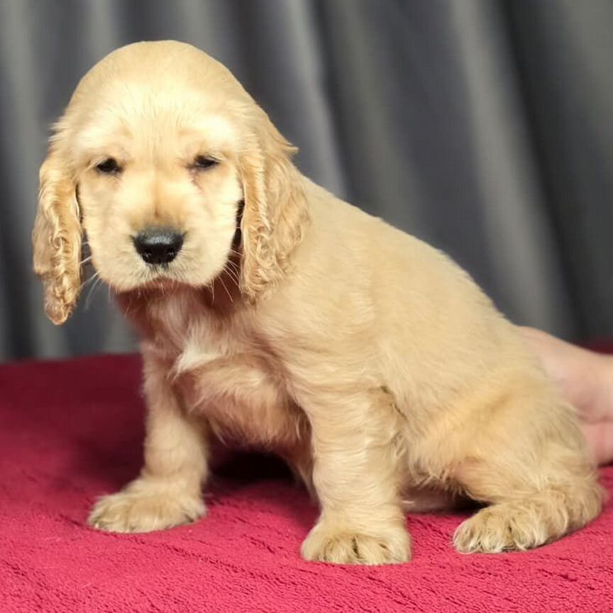 Кокер спаниель, щенок